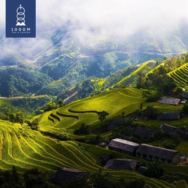 Trà Shan Tuyết Vùng Cao Món quà Quý Giá Mà Thiên Nhiên Ban Tặng - 1000M